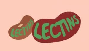 The Definitive Guide to Lectins (and how Lectin Shield can protect your ...